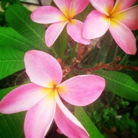 Sex Logo Stock Vector Illustration Of Couple Arrow 21620727