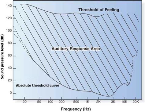 Typical Absolute Threshold Curve Of The Human Auditory Response