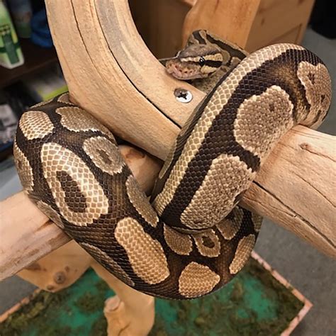 Royal Ball Python Georgia Safari