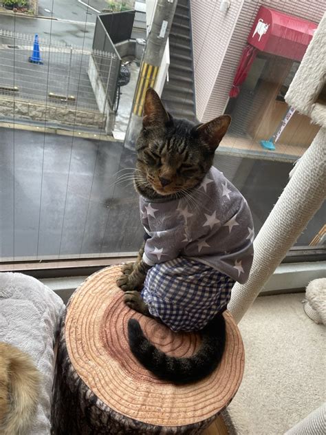 今日のにゃんこ♪ 保護猫カフェ 森のねこ舎 やのブログ