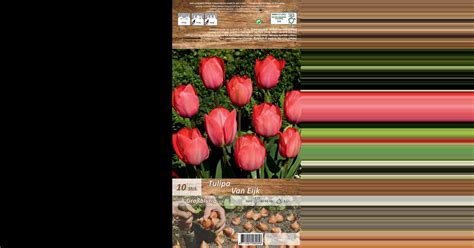 Tulpe Van Eijk Tulipa Van Eijk Rosa Seebauer