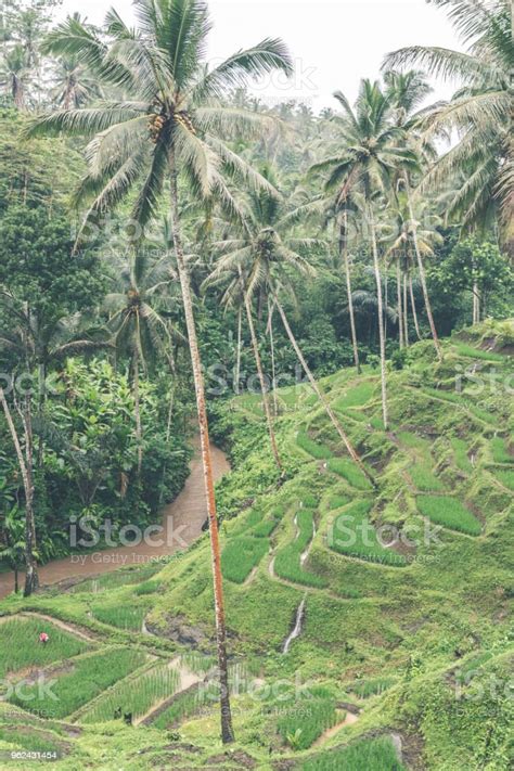 발리 쌀 필드입니다 발리의 아름 답 고 극적인 라이스 테라스에 대 한 알려져 있다 0명에 대한 스톡 사진 및 기타 이미지 0명 경관 녹색 Istock
