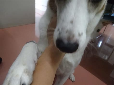 佐倉市の若山動物病院です！休診日の病院犬たちの様子を見てみましょう♪ 佐倉市の動物病院で口コミno1｜若山動物病院