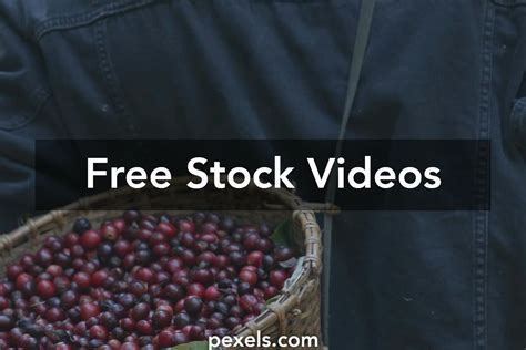 Picking Coffee Videos Download The Best Free 4k Stock Video Footage