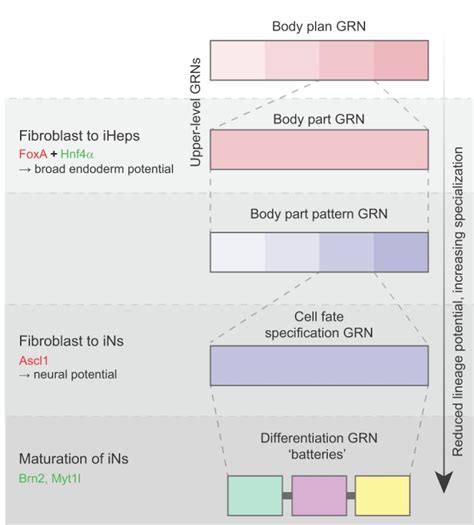 Direct Lineage Reprogramming Via Pioneer Factors A Detour Through Developmental Gene Regulatory
