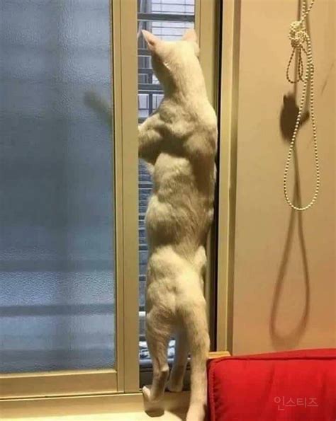 디시 전설의 몸짱 고양이 인스티즈 Instiz 이슈 카테고리