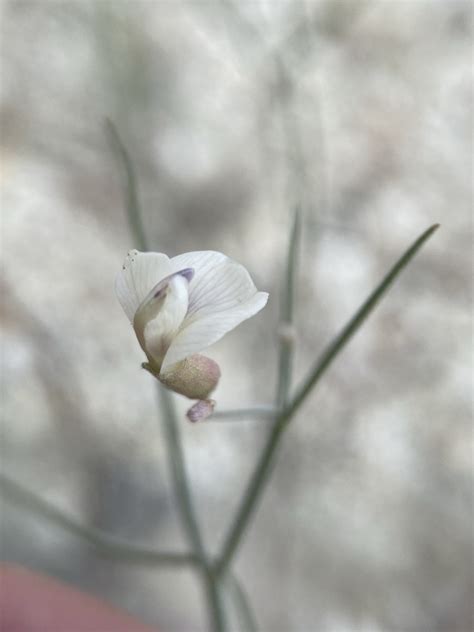 Lesser Rushy Milkvetch Search Native Plant Hub