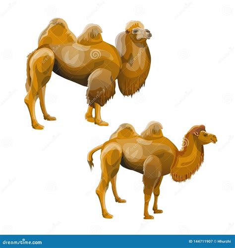 Bactrian Camel With A Saddle Raster Illustration In Flat Cartoon Style