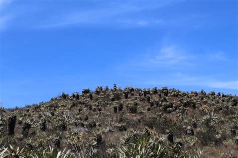 Premium Photo Frailejon Landscape