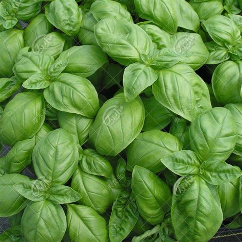 可食用九层塔种子种籽紫罗勒阳台四季盆栽叶香草九成塔孑 虎窝淘