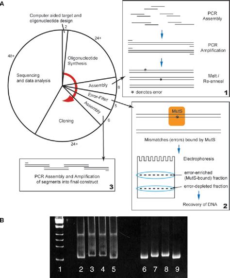 Figure From Protein Mediated Error Correction For De Novo DNA Synthesis Semantic Scholar