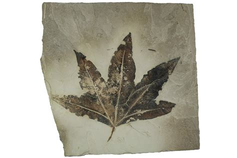 5 6 fossil sycamore macginitiea leaf with insect predation 227911 for sale