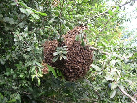 bees in brittany swarm from an artificial swarm what