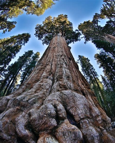 Good Fires Save Ancient Sequoia Trees Ogn Daily