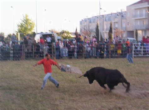TOIROS NO RIBATEJO LARGADA DE TOIROS SAO FRANCISCO ALCOCHETE 2010