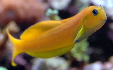 Midas Blenny Ecsenius Midas