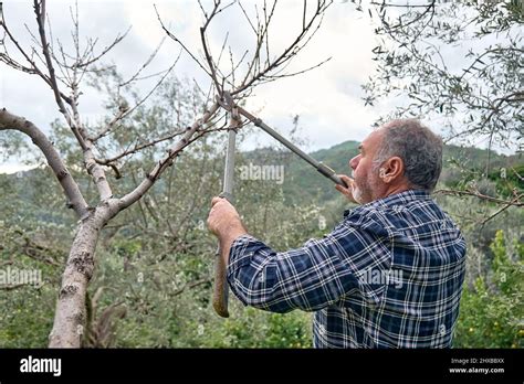 Seasonal Pruning Of Trees Mature Bearded Gardener Pruning Fruit Trees