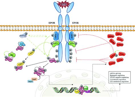 Epor Stat5 Signaling And Its Involvement In Processes Other Than Download Scientific Diagram