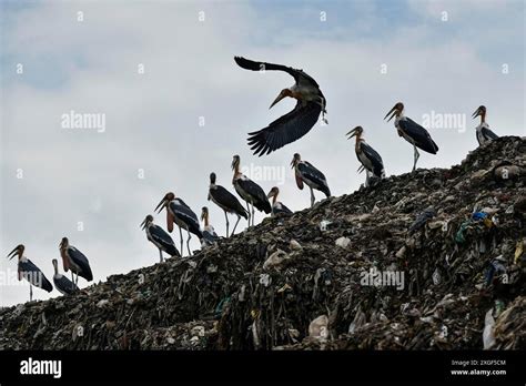 Greater Adjutant Stork Leptoptilos Dubius At A Largest Disposal Site