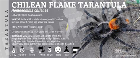 Homoeomma Chilense Chilean Flame Tarantula Cards And Enclosure Labels