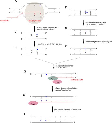 Tls Of Pol ζ Through Abasic Sites Abasic Sites Triangles May