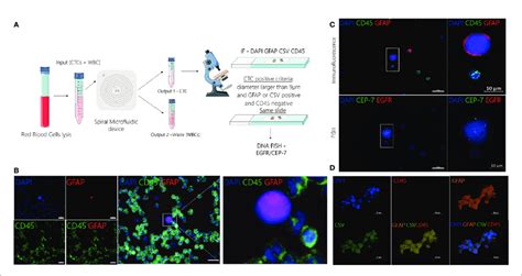 A Schematic Representation Of Ctc Isolation Using The Spiral Download Scientific Diagram