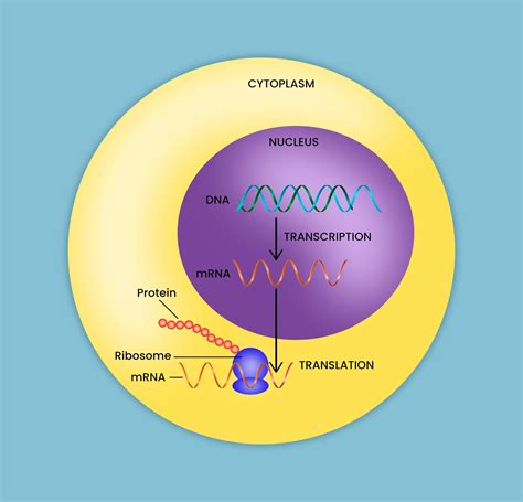 Messenger Rna Is Produced Ina Nucleusb Golgi Apparatusc Endoplasmic Reticulumd Ribosomes