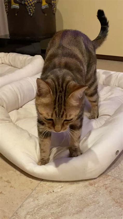 猫柱3000頭仮名 On Twitter 寒いのは飼い猫も野外で過ごす事を余儀なくされている猫達も同じですよ。特に寒波が来襲される今週