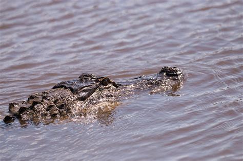 Crocodiliens Plongée dans l univers des maîtres des marais