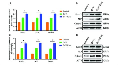 Expression Of Osteogenic Related Protein Ab After Osteogenic