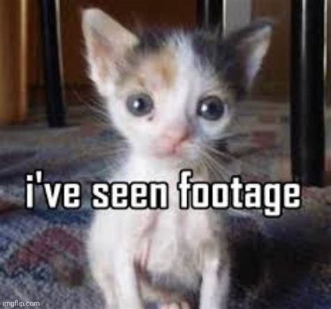 Cat Imgflip
