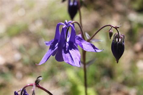 Pajarilla Images Browse 12 Stock Photos Vectors And Video Adobe Stock