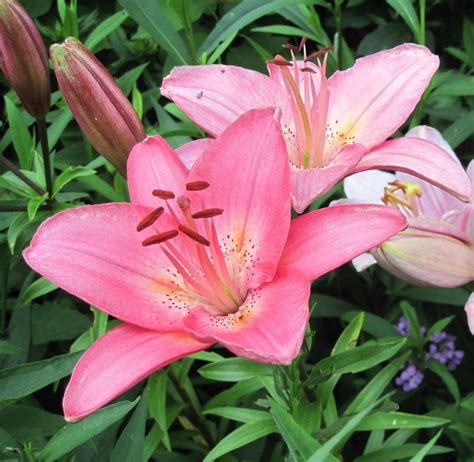 Franklin County PA Gardeners Liliums The True Lilies