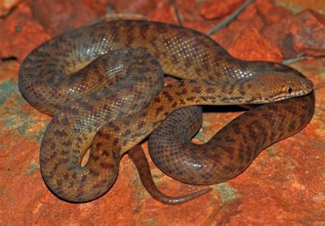 Anthill Python Petmapz By Dr Katz Your Veterinarian Endorsed Pet