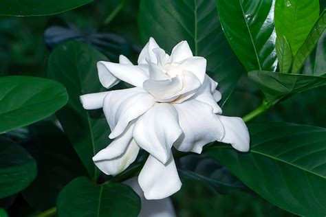 How To Care For Gardenia Back Gardener
