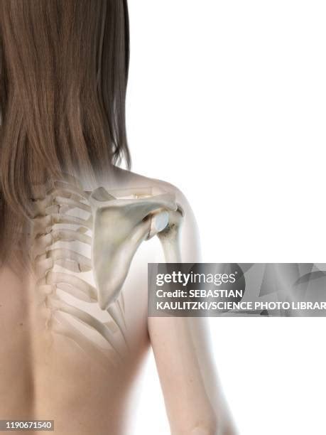 119 Clavicle Bone Posterior View High Res Illustrations Getty Images