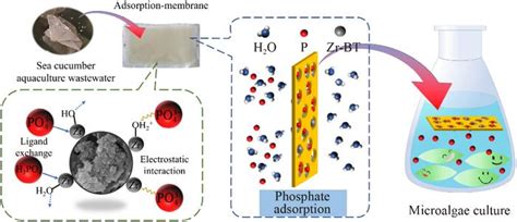 Graphical Abstract Image Eurekalert Science News Releases