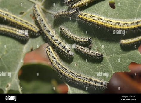 Large White Caterpillars On Nasturtium Leaf Pieris Brassicae Tropaeolum