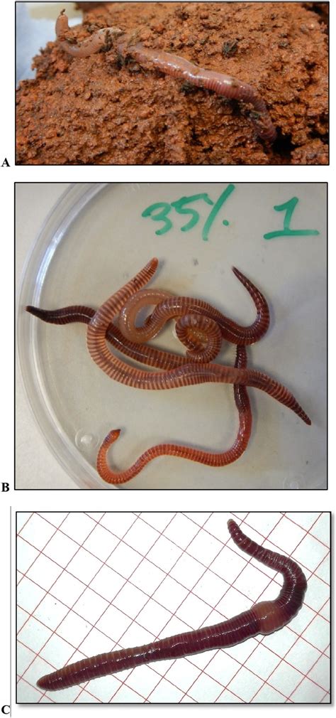 Morphological Alterations Swelling In Earthworms Exposed To 35 Download Scientific Diagram