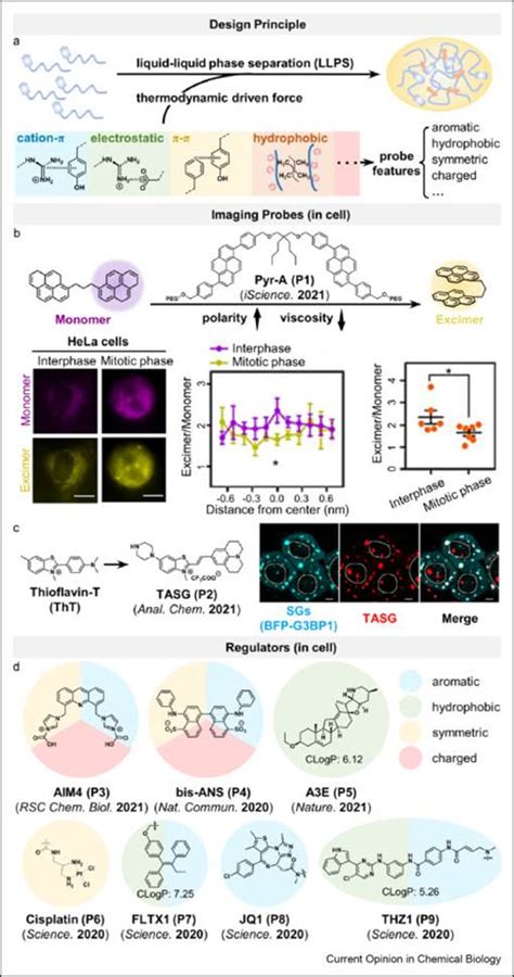 Chemical Biology 发文 上海交大李丹受邀综述靶向蛋白质凝聚体化学探针的研究进展 上海交通大学 张江高等研究院