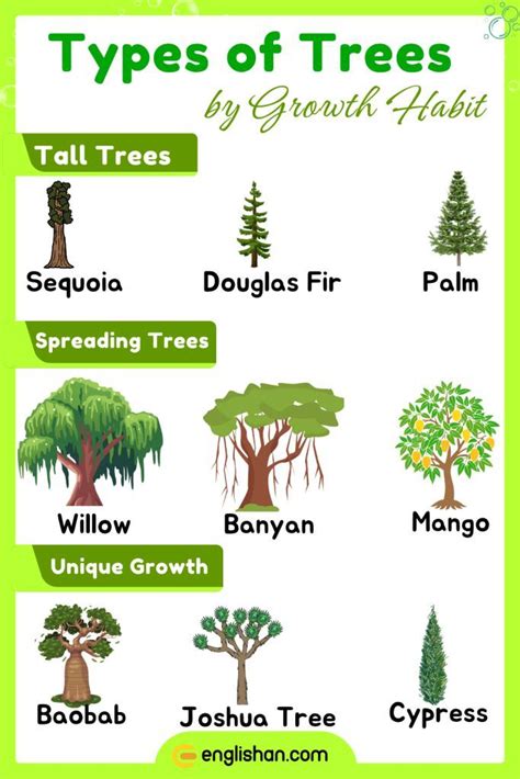 Types Of Trees With Pictures And Names