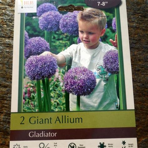 Allium Gladiator Bee Forage Farm