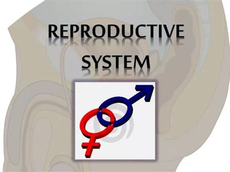 PPT REPRODUCTIVE SYSTEM PowerPoint Presentation Free Download ID 5760638