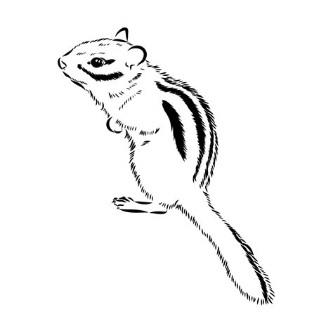 Chipmunk Vector Sketch 36522432 Vector Art At Vecteezy