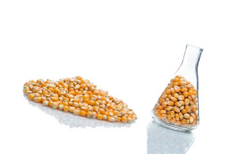 연구 옥수수 생물연료 및 Gmo 0명에 대한 스톡 사진 및 기타 이미지 0명 Dna 가솔린 Istock