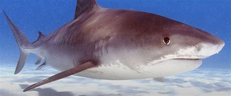 Ohio Man Bitten By Shark At Shark Bite Capital Of The World
