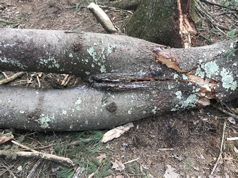 This Fallen Tree Looks It Has A Vagina R Mildlyinteresting