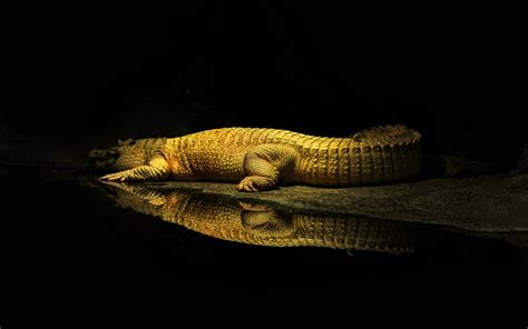 4570162 Animals Gecko Eyes Reptiles Rare Gallery Hd Wallpapers