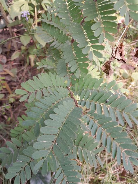 Tamarindus Indica L