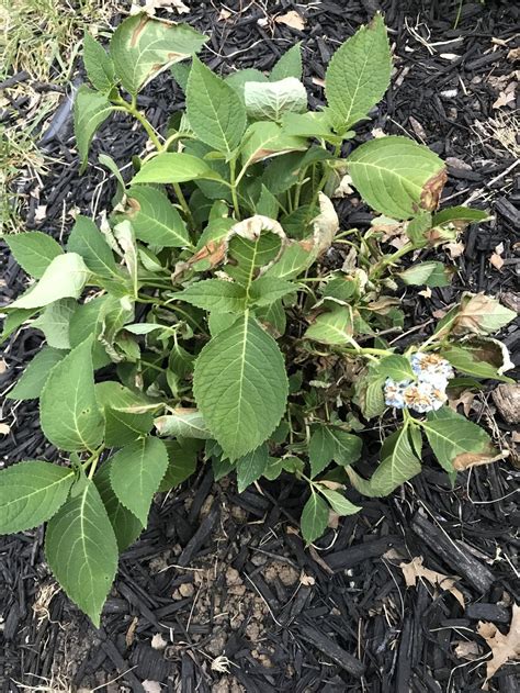 Help With New Dying Hydrangea Plant In The Hydrangeas Forum